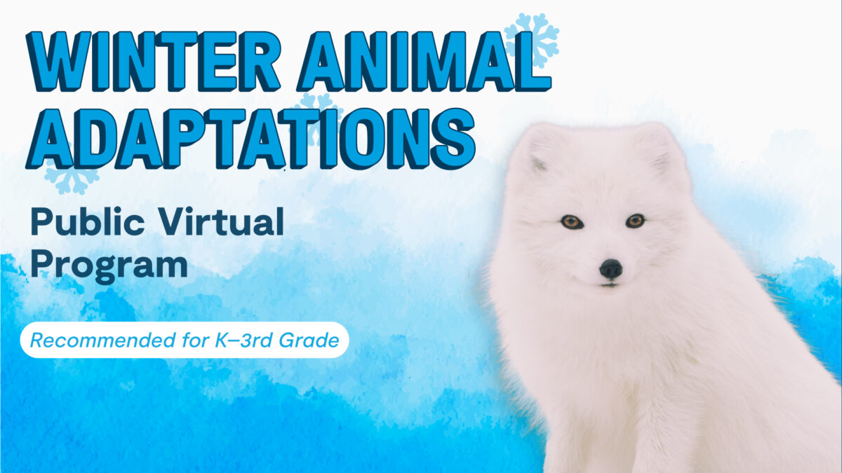 Winter Animal Adaptations - Science in Seattle